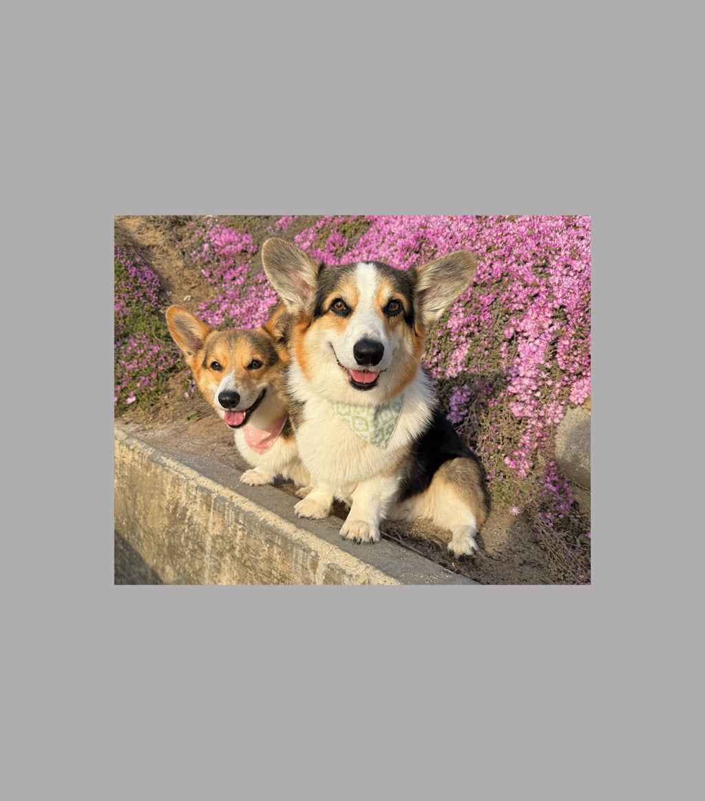 2026 Wall Calendar (35% off) – Brady & Graffiti the Corgis
